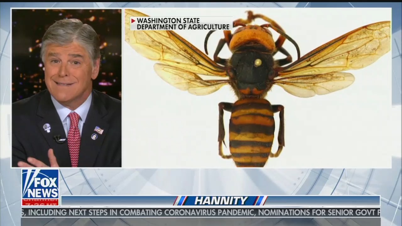 Sean Hannity asks if invasive murder hornets are "the next corona ...